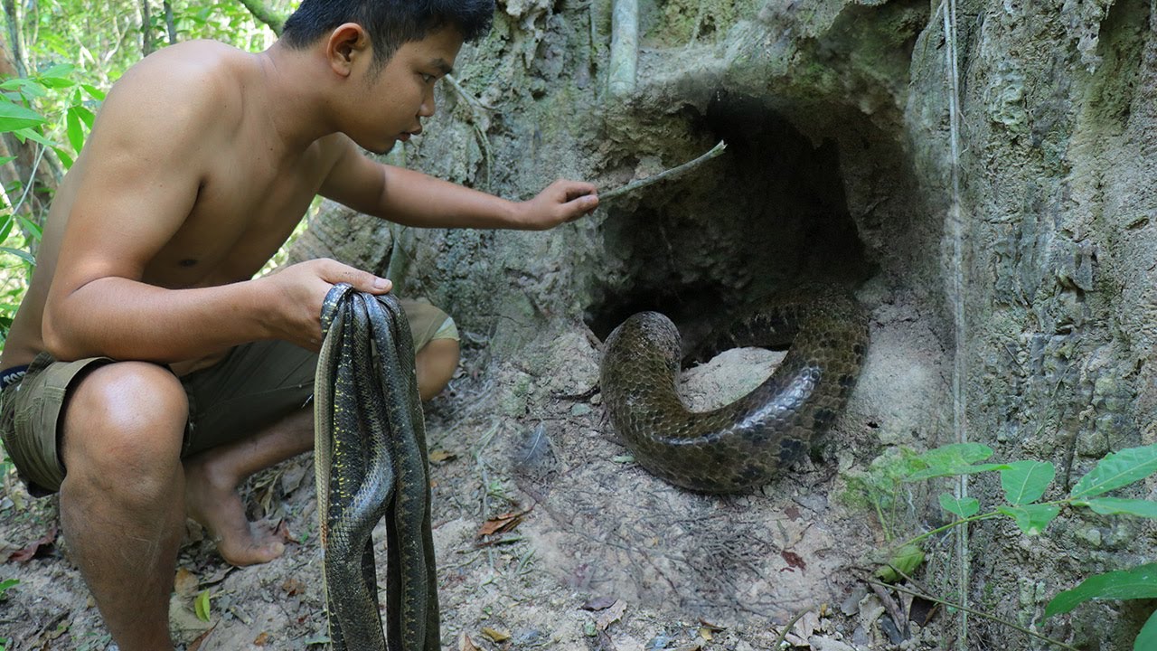 Found a lot Snake in Tree Deep Hole and Cooking in Forest - YouTube
