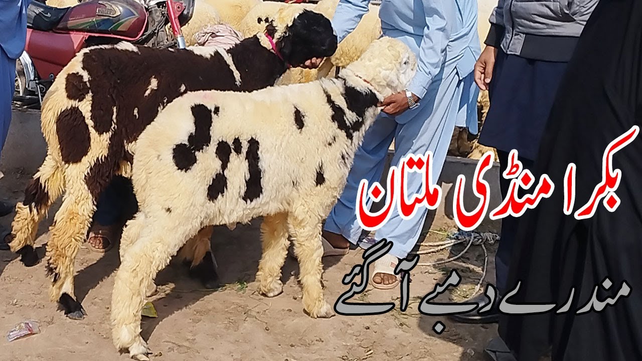 Beautiful Dumby For Sale | Sasti Mandi | Mandi Kay Rang Official Vlog ...