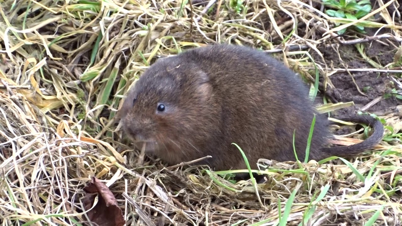 Water Vole (fossorial) - Easterhouse - Scotland - 6/3/20 - YouTube
