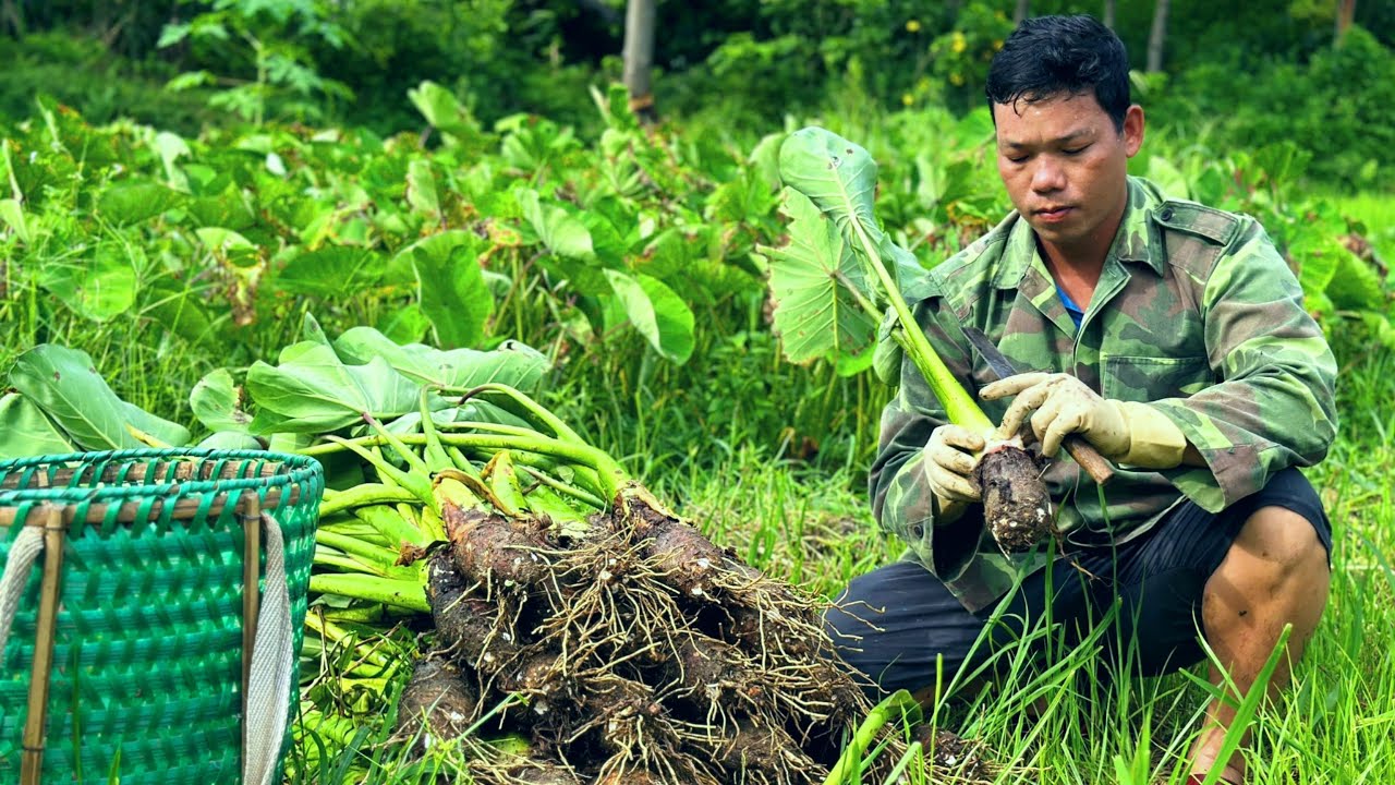 Harvesting taro garden to sell - Dig the land to plant more vegetables ...