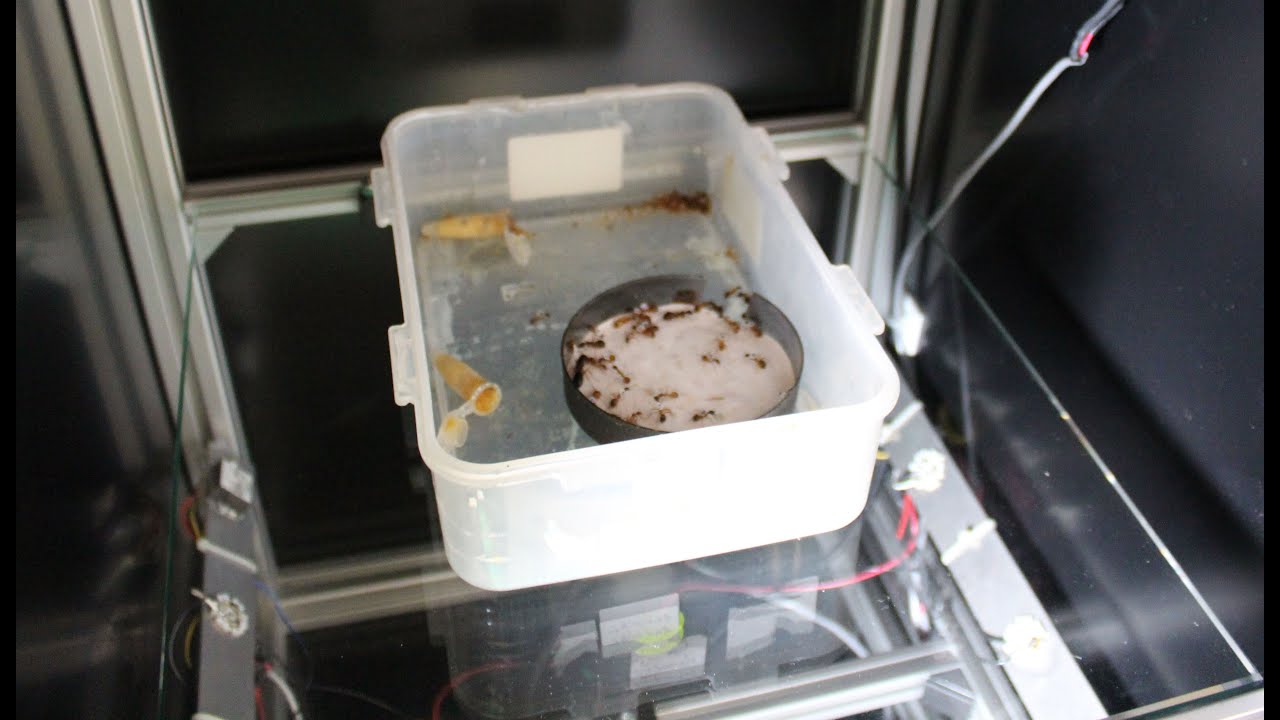 BugBox - Insect Tracking and Fluorescent Imaging Instrument - YouTube