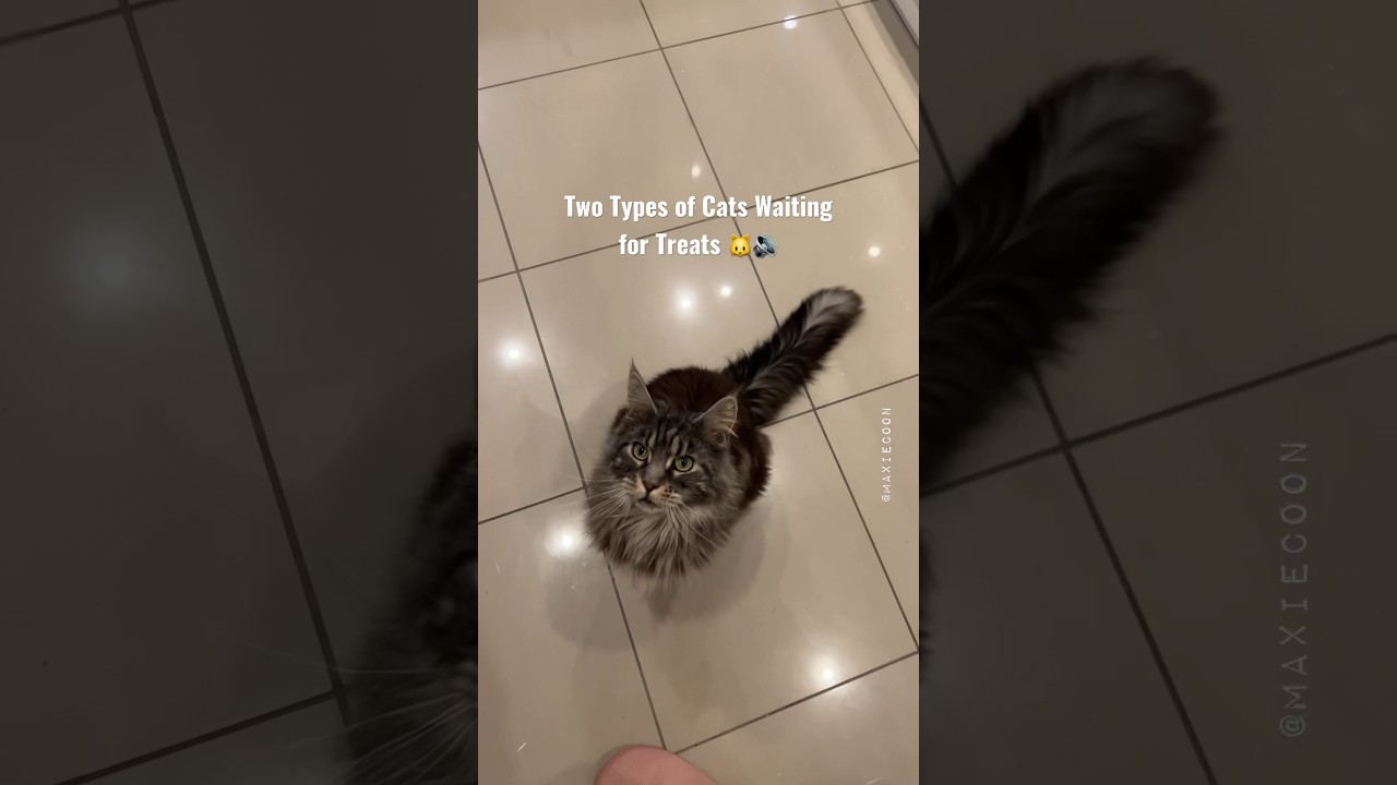 🔊Nice Meow 🖤 vs Sassy Meow 🧡 Two Types of Cats 🐱 #catsounds #mainecoon ...