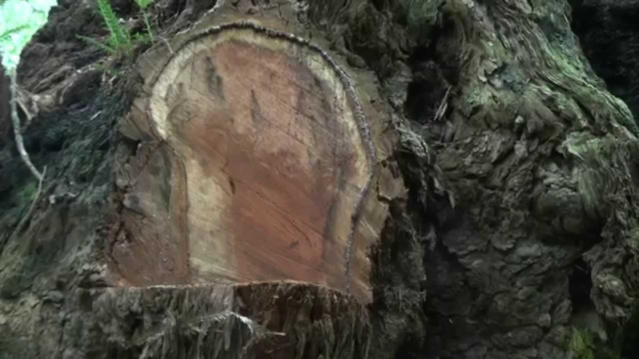 KQED Newsroom Segment: Redwood Burl Poaching - YouTube