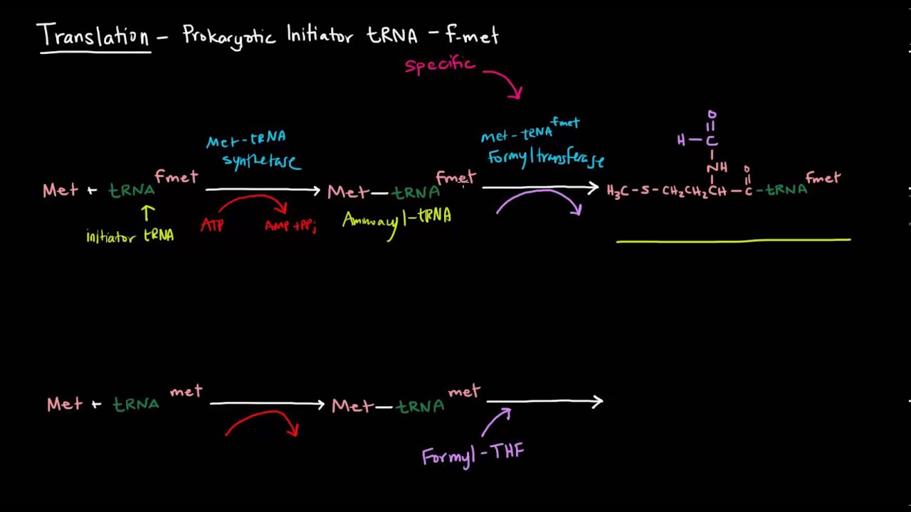 Translation (Part 4 of 8) - Prokaryotic Initiator tRNA - fmet - YouTube