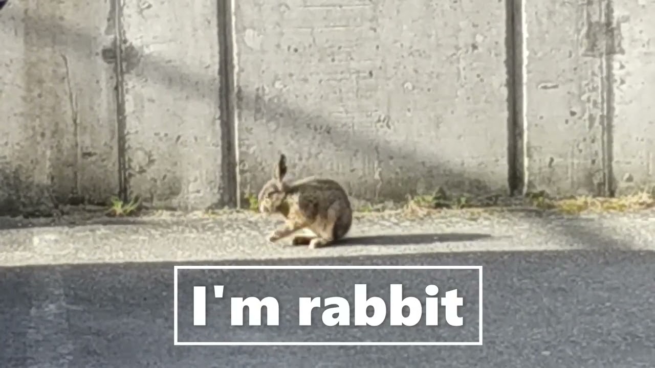 I'm rabbit! - YouTube