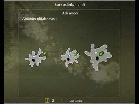 1  sarkomastiqoforlar tipi  sarkodinlər sinfi  amöb, dizinteriya amöbü