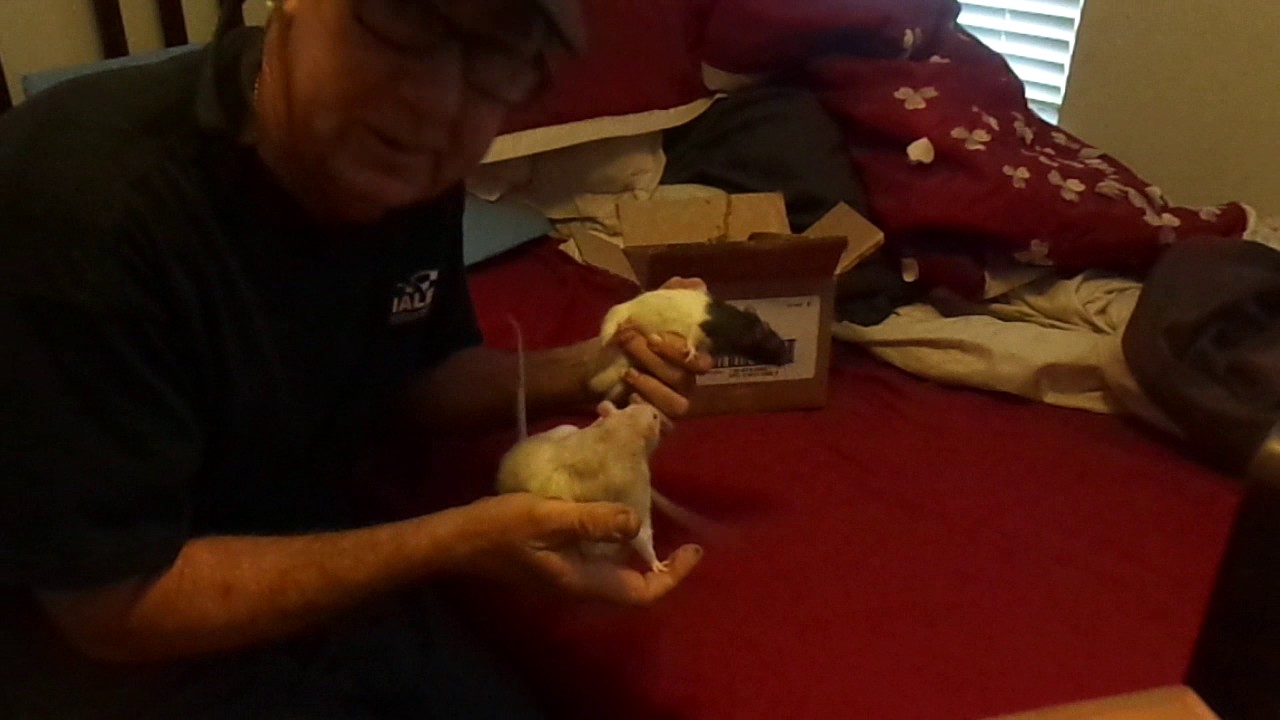 Fancy Rat Pups - YouTube