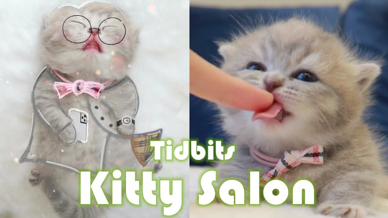 Kitty Salon【2nd Generation】- 🥳 Kitty SPA Tidbits | So much More ...
