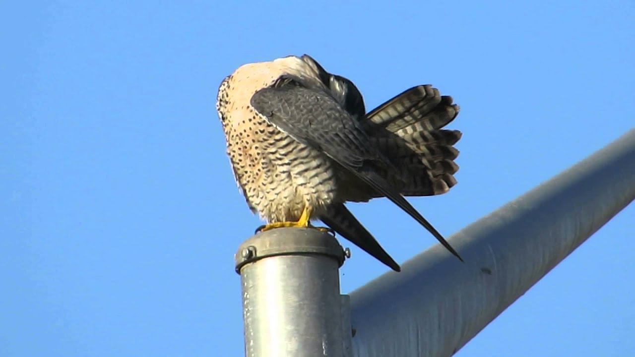 RHM Tiercel Anatum Peregrine Falcon at Kent, Wa - YouTube