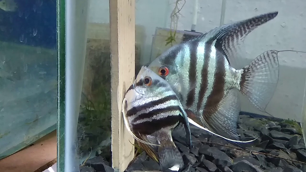 Philippine Blue Angel fish laying eggs HD spawning bheaviour of Angel ...