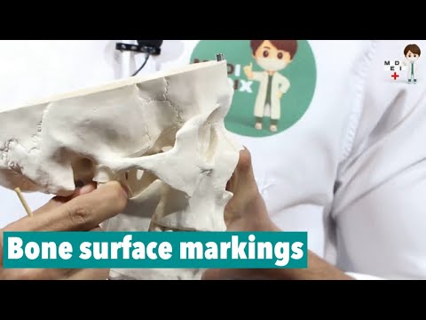Bone Surface Markings - YouTube