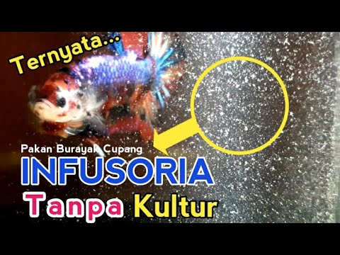 Panen infusorian tanpa kultur 🥨Ternyata Banyak Infusoria dalam soliter ...