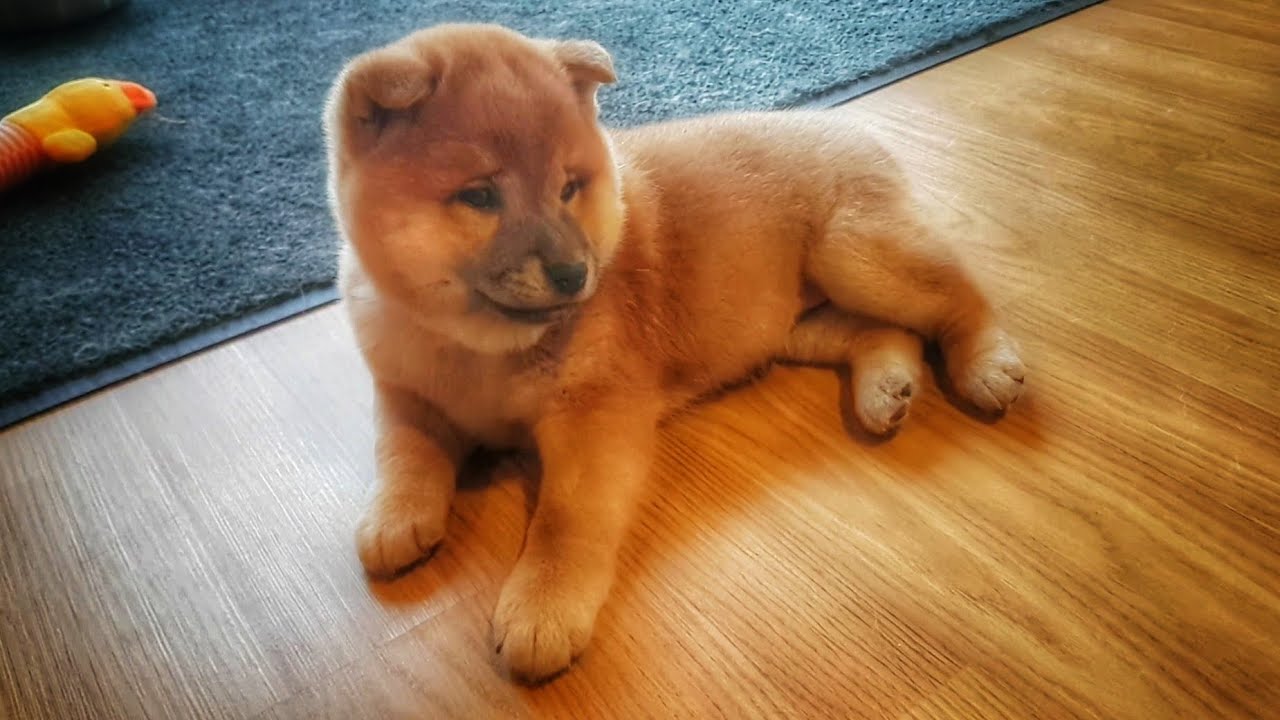 Happ potat famblee - MLIP / Ep 98 / Shiba Inu puppies - YouTube