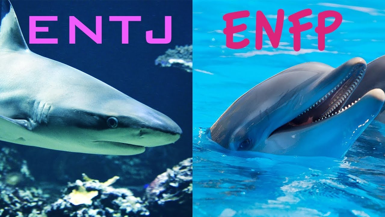 MBTI Types as Aquatic Creatures! - YouTube