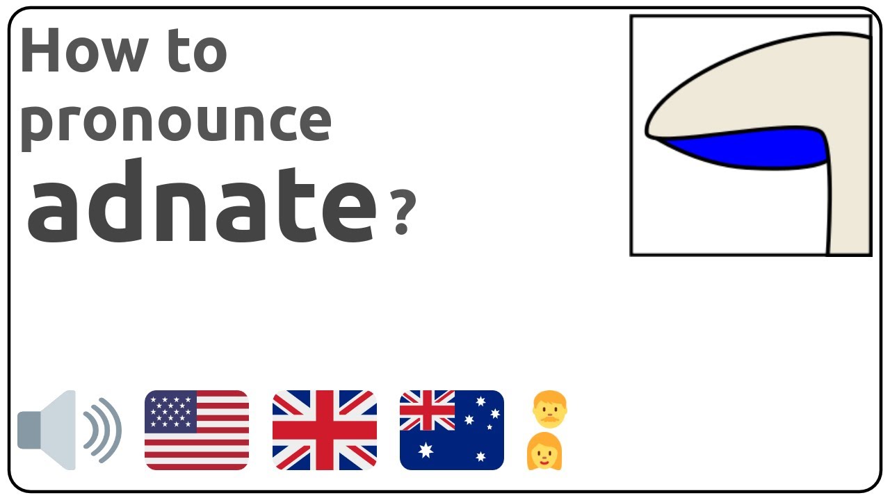 How to pronounce adnate in english? - YouTube