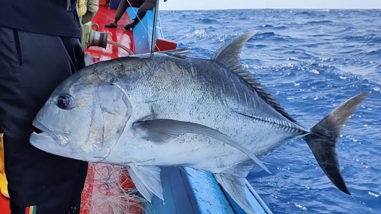 misi membalas dendam setelah dibuli teruk ikan besar bas - YouTube