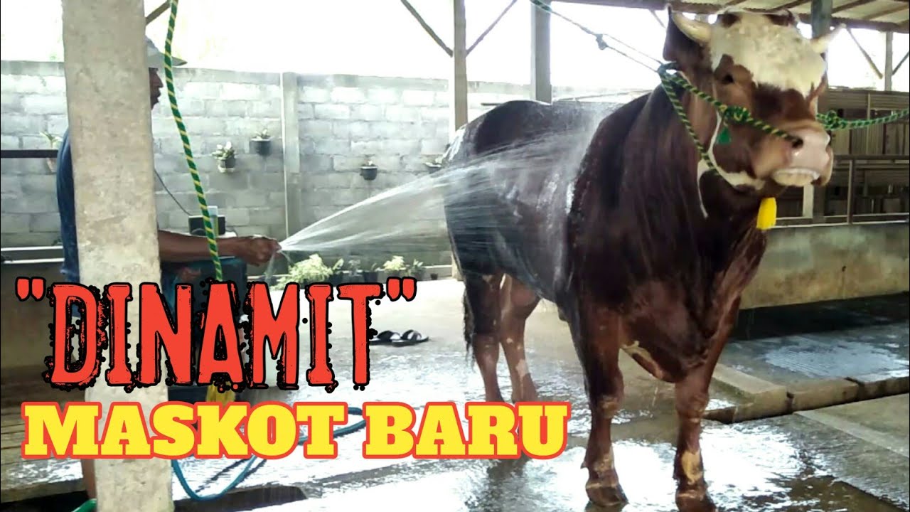 SAPI SUPER MASKOT BARU GROSIR SAPI H. RUDI - YouTube
