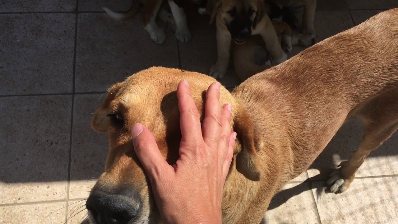 B Puppies Aug videos 1 - YouTube