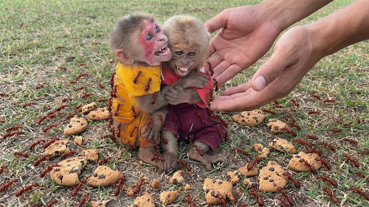 Monkey Moon and Bon Surrounded by Ants, Dad Arrives in Time - YouTube