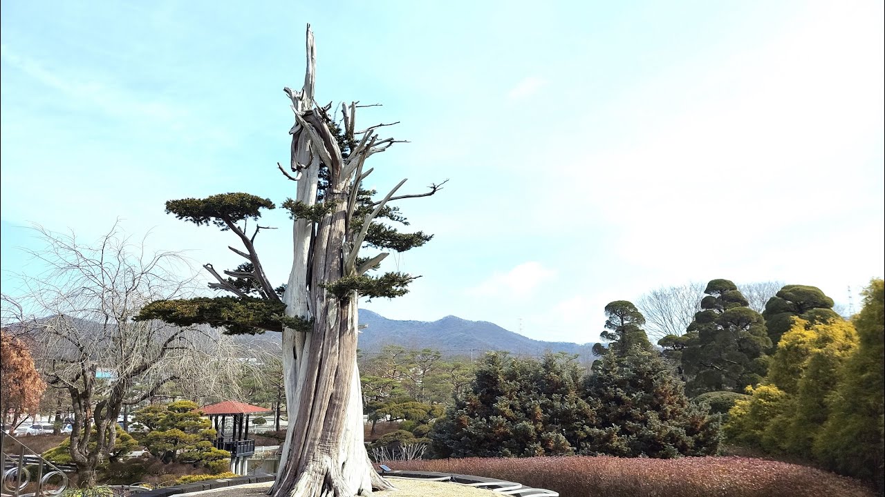20240226 세종 베어트리파크의 환상적인 분재형 수목들 - Fantastic bonsai-type trees at ...