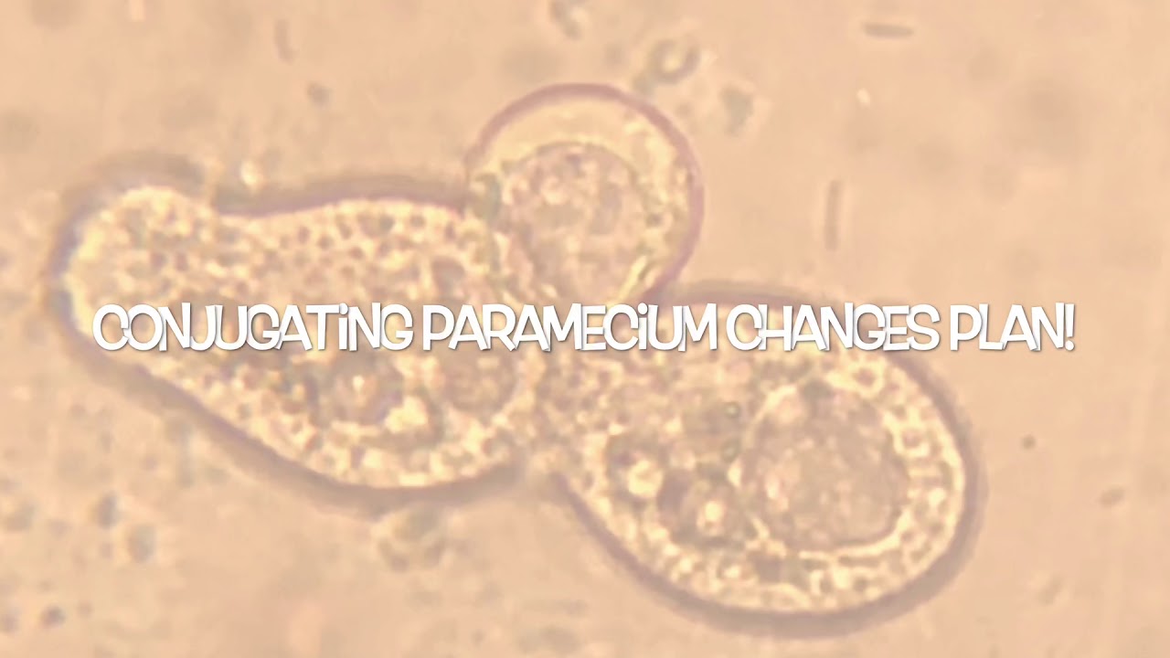 Paramecium conjugating, then forms spore. - YouTube