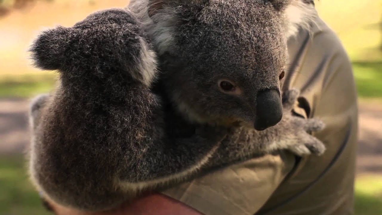 Oakvale Farm - Koala Keeper Talk - YouTube