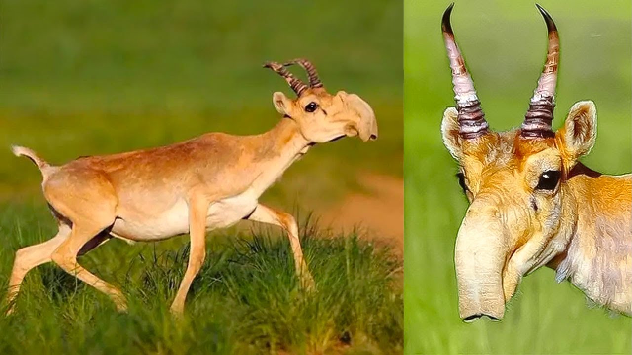 Did these Mythical Creatures Actually Exist in Real Life? - YouTube