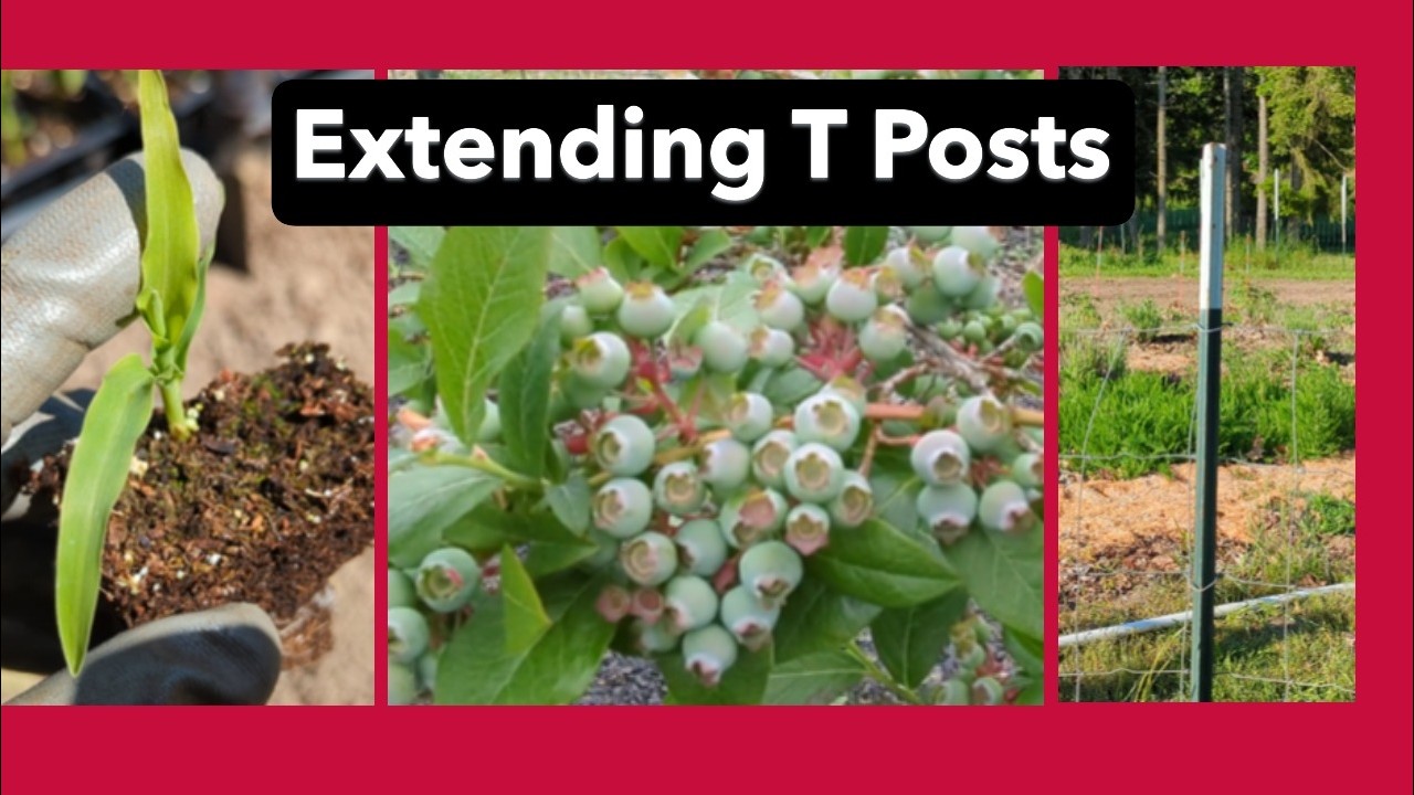 T Post Extenders, Tip On Planting Corn and Garden Tour Week 6 - YouTube