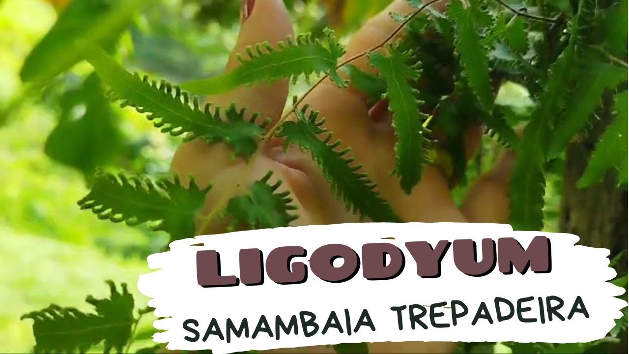 SAMAMBAIA TREPADEIRA (LIGODIYUM) : DICAS DE CULTIVO - YouTube