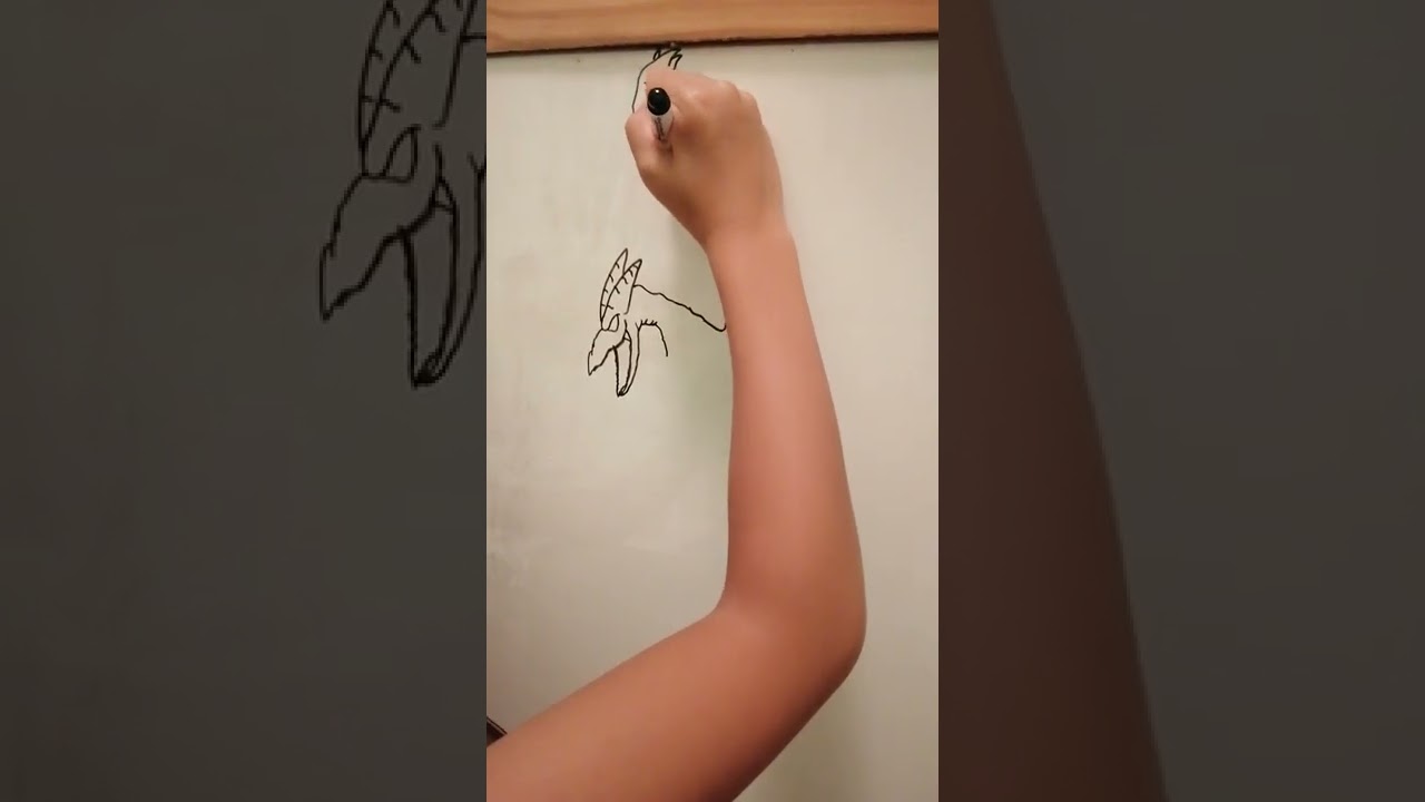 How to draw a Rodan. - YouTube