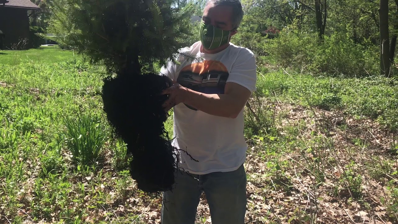 How to Plant a Tree (Quarantine Day 71) - YouTube