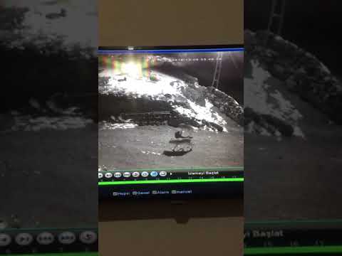 Ardahan'da kurtlar köye indi