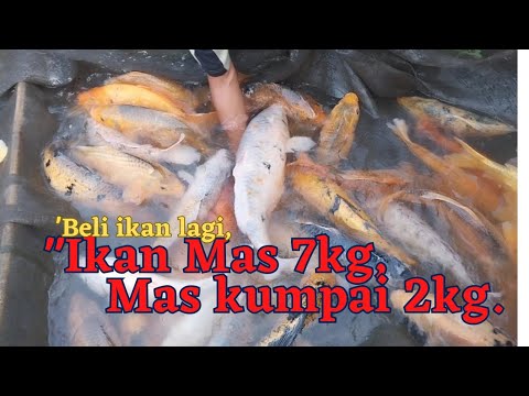 Ikan Mas Besar 7Kg dan Mas Kumpay 2Kg, beli ikan lagi | WK33 TV - YouTube