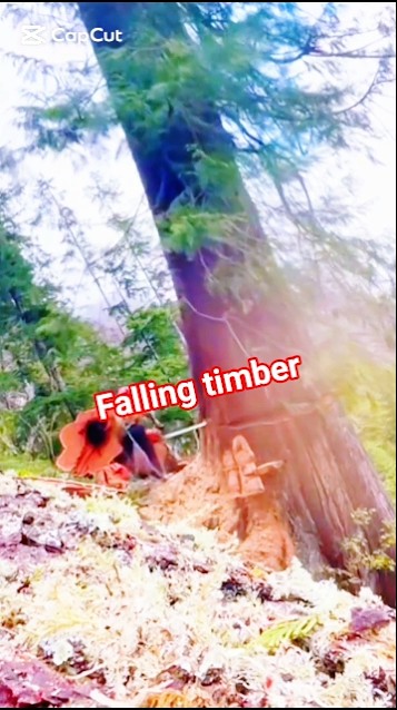 Timber tree 🎄 falling chainsaw#tree #wood #woodworking #shortsfeed # ...