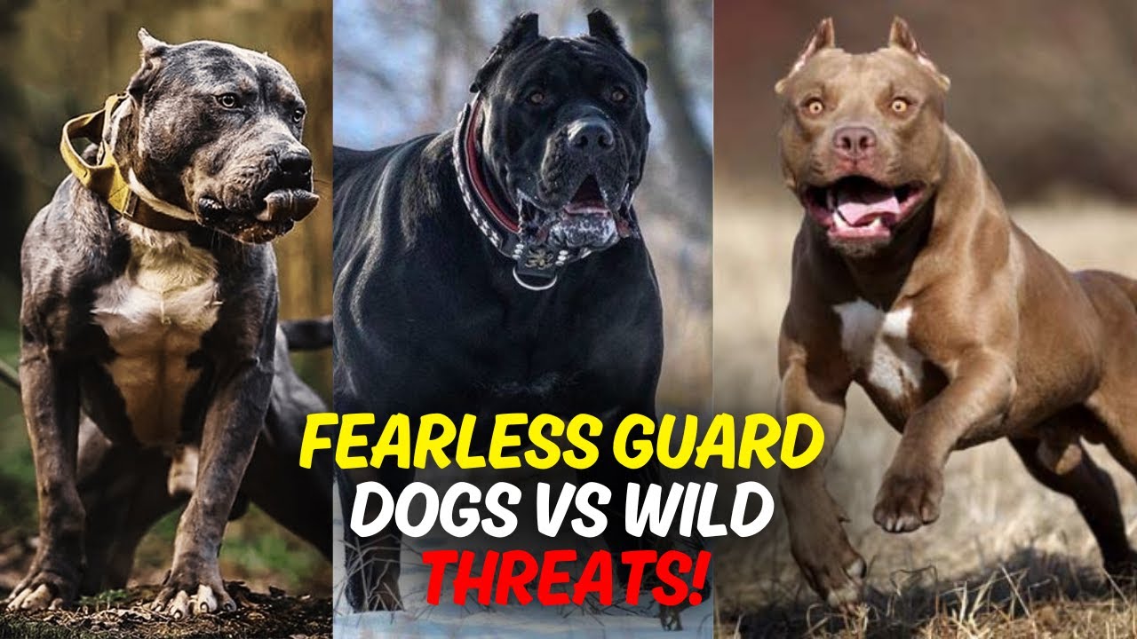Fearless Dog Breeds That Stand Their Ground Against Wild Threats. - YouTube