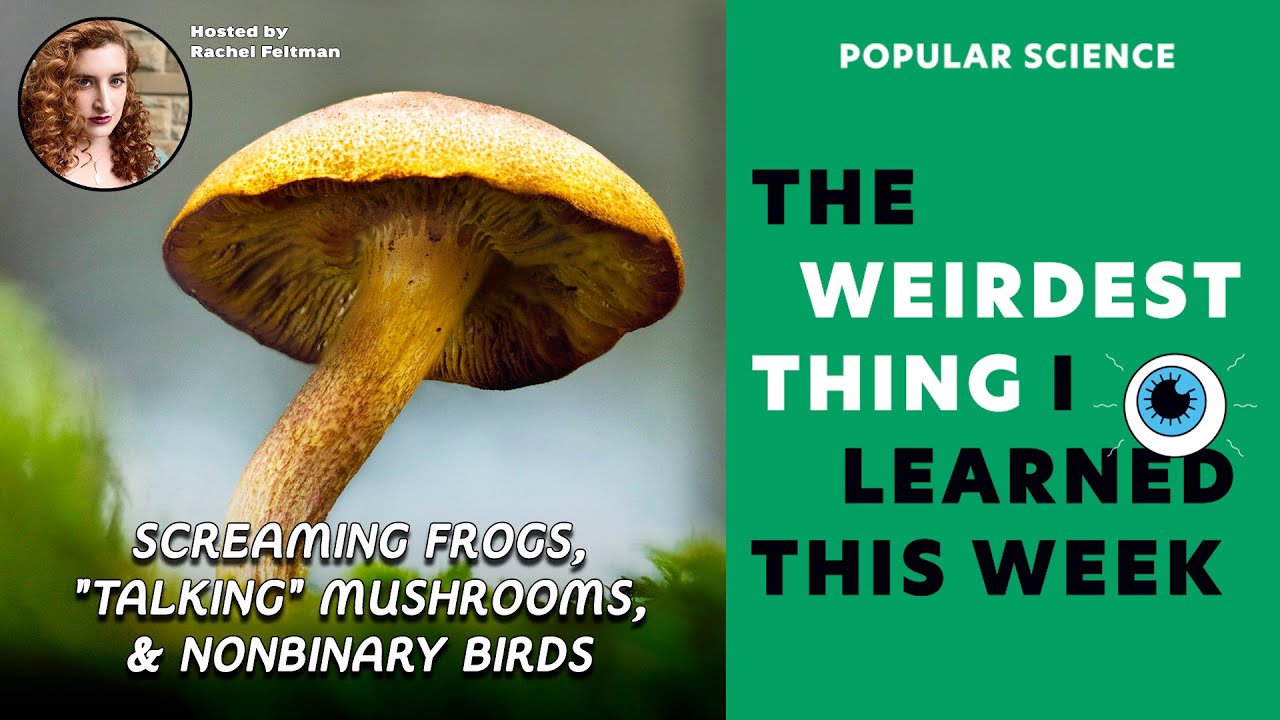 Screaming Frogs, Talking Mushrooms, Nonbinary Birds | PopSci's Weirdest ...