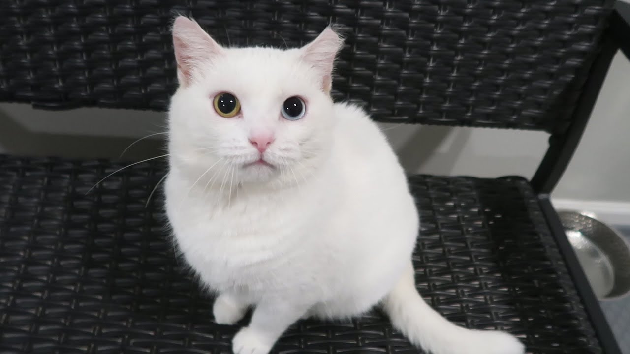 New cat with the frostbitten ears - YouTube