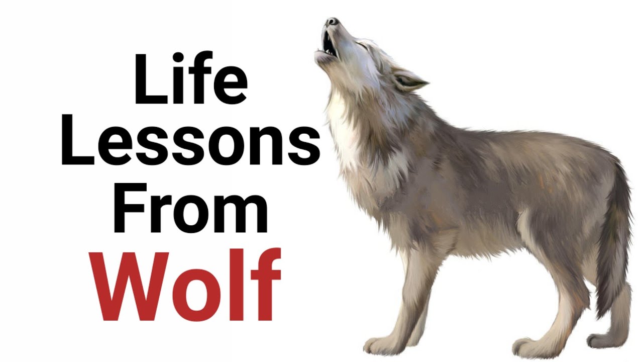 Character of Wolves | Good side of Wolf | Life lesson from Wolves ...