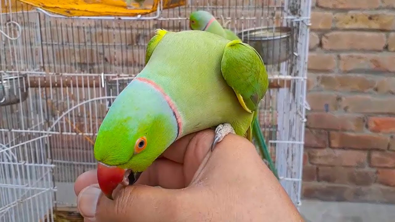Cute Speaking And Dancing Parrot Talking Outside The Cage Urdu Hindi Main Batiyn Karny Waly cute-speaking-and-dancing-parrot-talking-outside-the-cage-urdu-hindi-main-batiyn-karny-waly