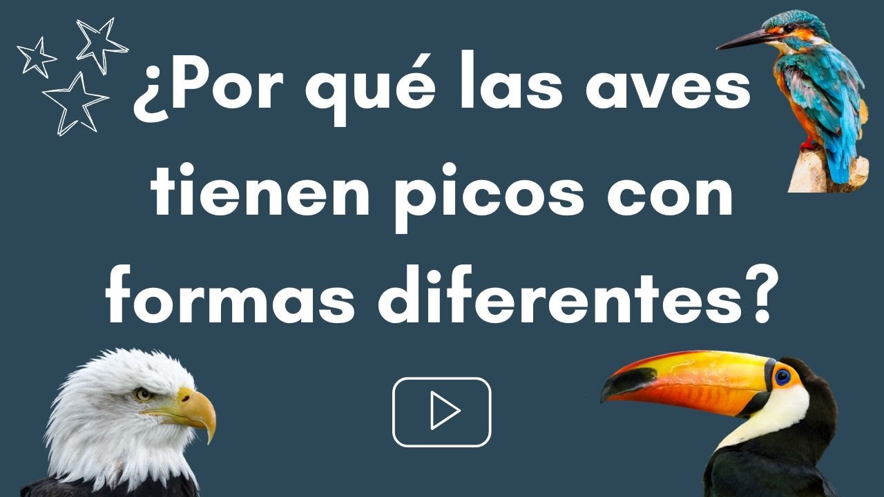 ¿Por qué las AVES tienen PICOS con formas DIFERENTES? - YouTube