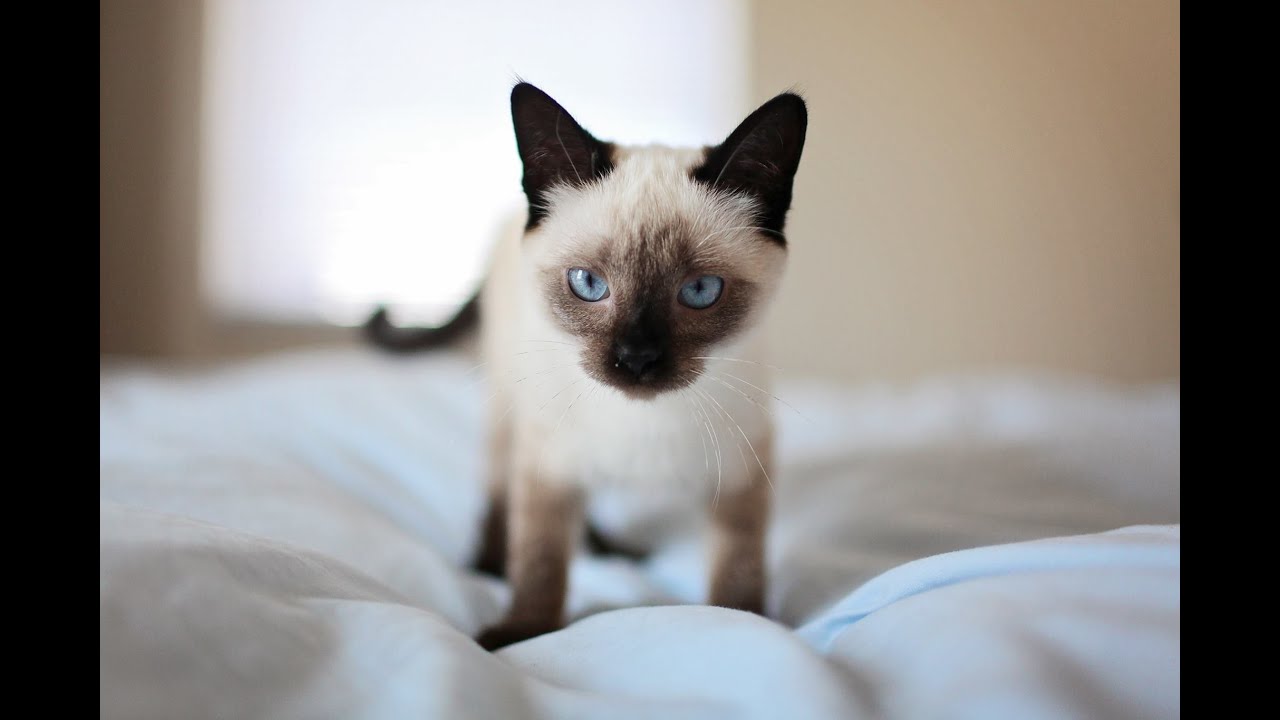 Ambient Purring Cat - YouTube