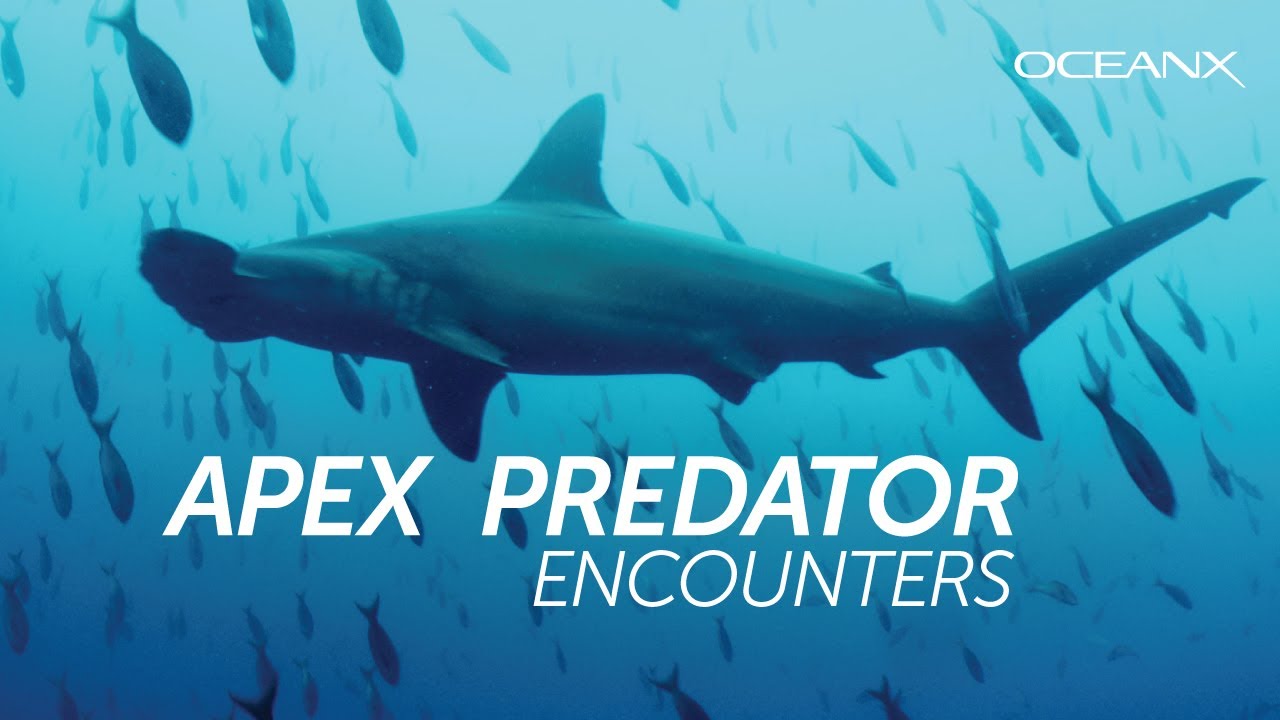 Groundbreaking Discoveries in Shark Research I Moments In Exploration ...