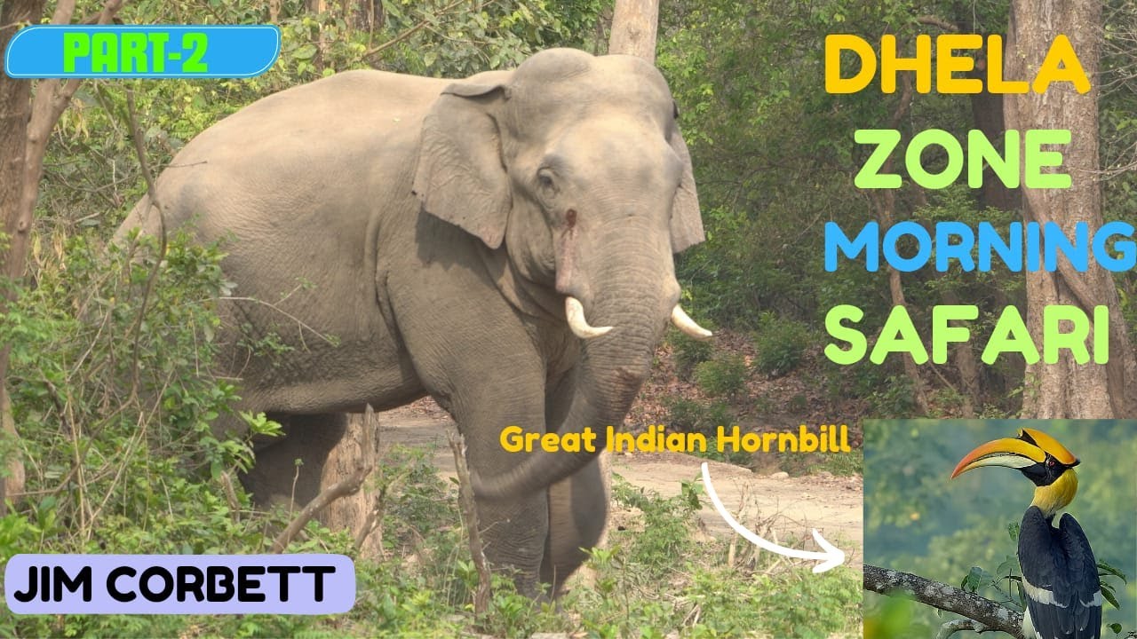 Dhela zone Morning Safari #Jim Corbett #dhelazone #wildlife # ...
