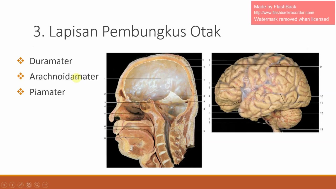 Anatomi Sistem Saraf #1 - Pelindung Otak - YouTube