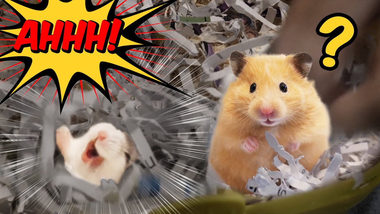 ALL My 8th Gen Hamsters | Two New Members - YouTube
