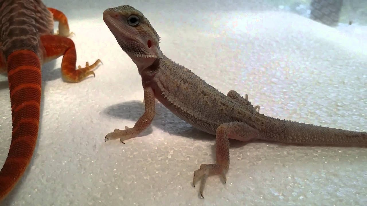 Purple Paradox Bearded Dragon