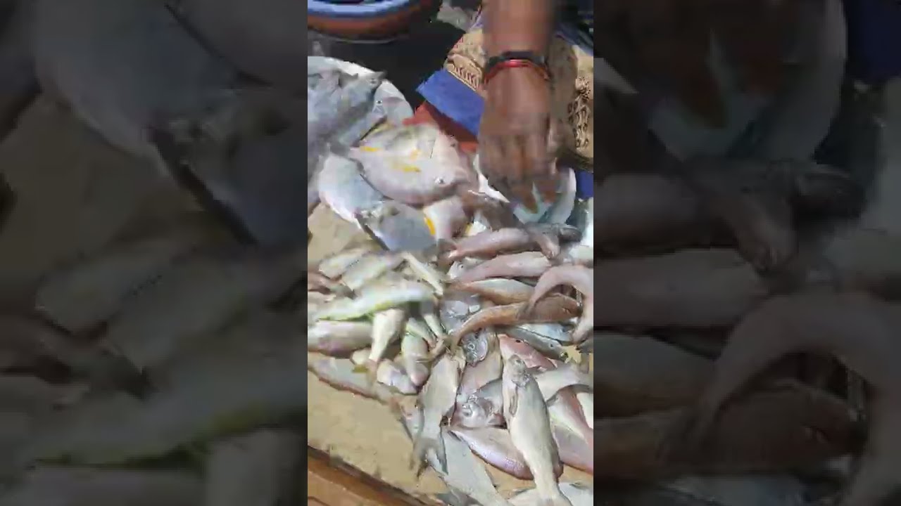 Bid fish market - YouTube