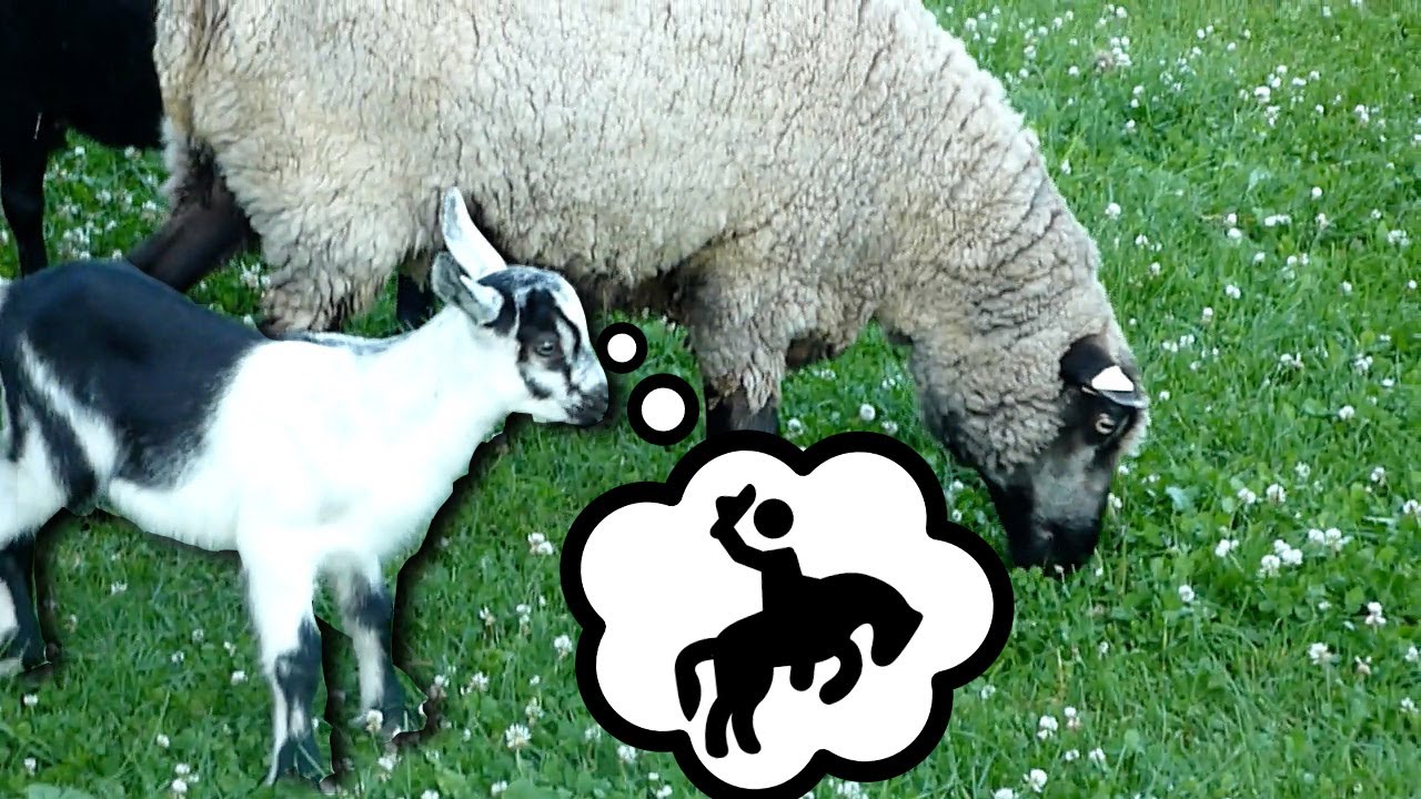 BABY GOAT Trains SHEEP to RIDE! Funny Fail Compilation Top Rodeo Video ...