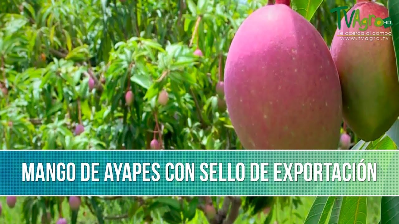 Como Obtener el Sello de Exportacion de Mangos - TvAgro por Juan ...