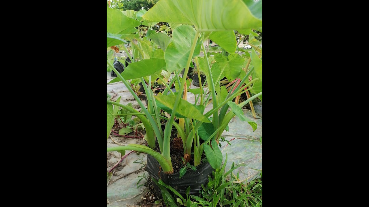 Easiest way of Taro cormel/seedling production - YouTube